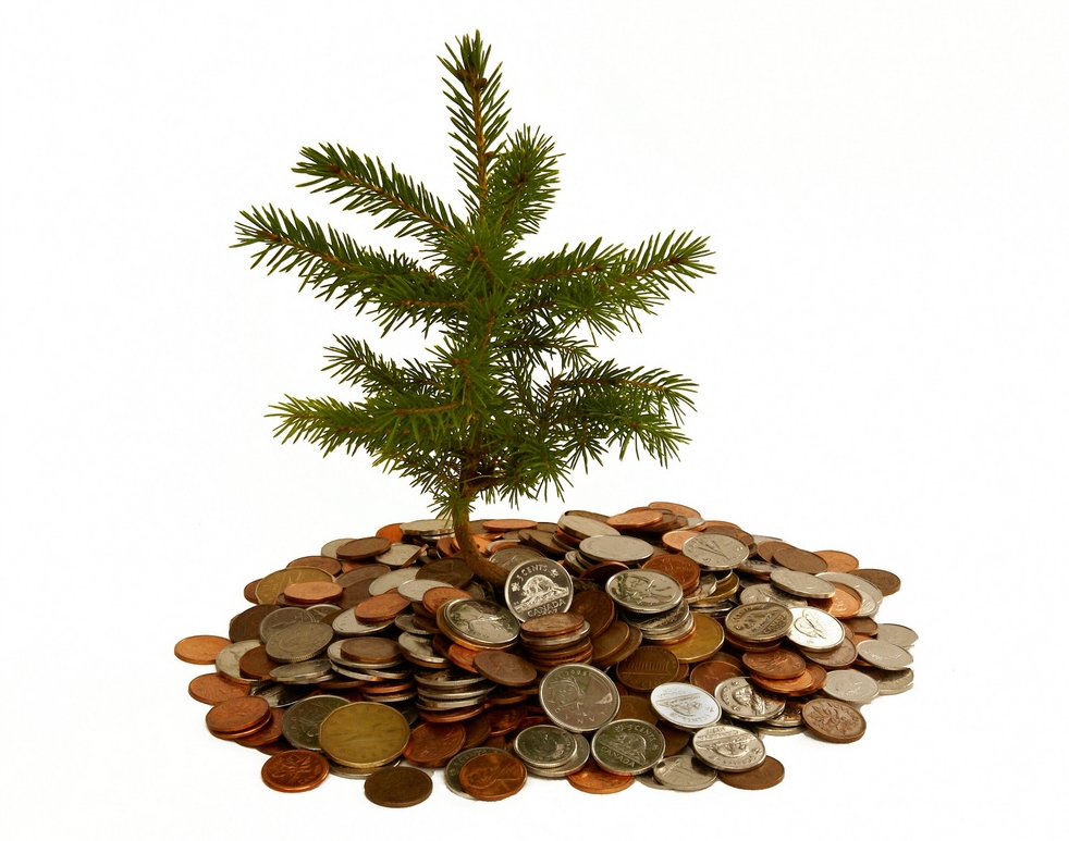 Money Does Grow On Southern Pine Trees - TPEE